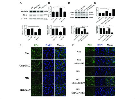 Mitophagy Inhibited NLRP3 Inflammasome Activation Induced Endothelial