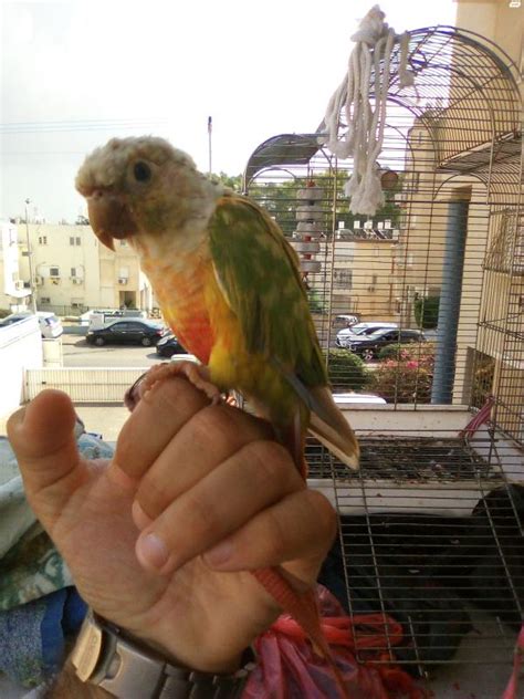 תוכים ובעלי כנף קוניור גרין ציק אנחנו חושבים שנקבה מודעה 971854