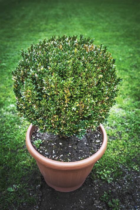 Microphylla Morris Dwarf Buxus Plantenindex Vtwonen