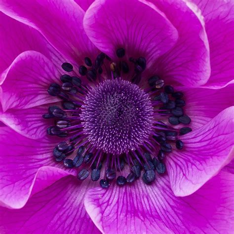 Anemone Petal Close Up Purple Spiral Flower Close Up Purple Anemone