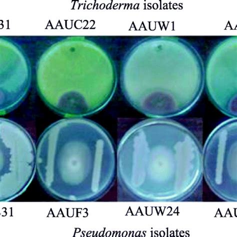 Dual Culture Of Pseudomonas And Trichoderma Strains Against Fusarium