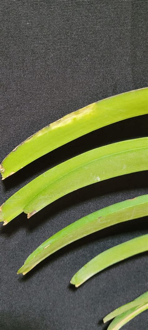 Vanda Chule Red Orquidário Dona Vanda