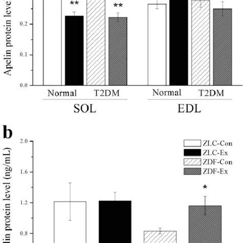 Effects Of Endurance Training On The Skeletal Muscle And Plasma Apelin