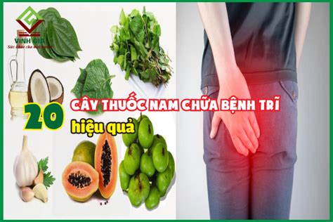 cây thuốc nam chữa trị bệnh trĩ hiệu quả nhất hiện nay