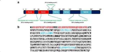 Prediction Results For Putative Nls Nes And Dna Binding Motifs On Cav Download Scientific