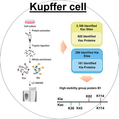 库普弗细胞中赖氨酸乙酰化和乳酰化的整体分析journal Of Proteome Research X Mol