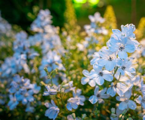 How To Cut Back Delphiniums Homes And Gardens