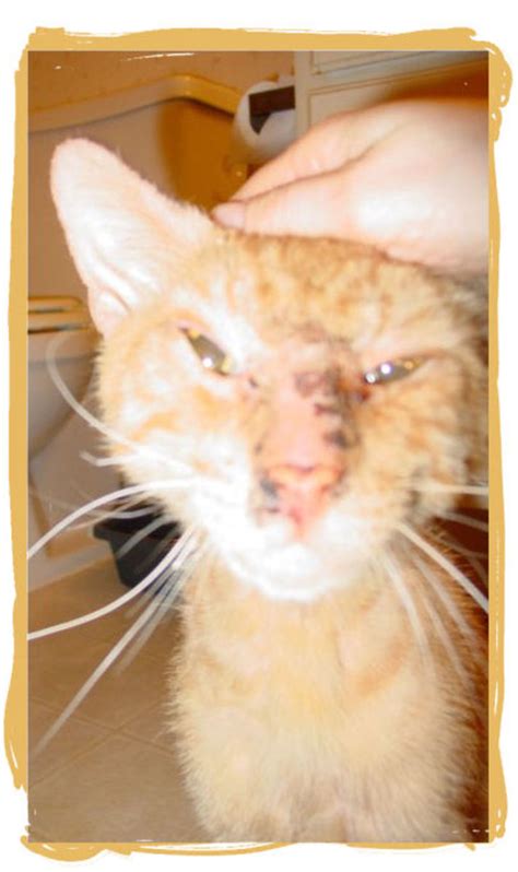 How To Treat Feral Cats With Mange At Ernie Gill Blog