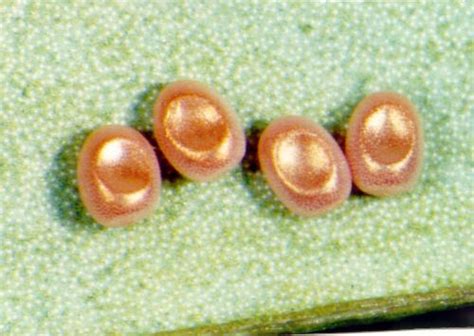 Acalyphes Species