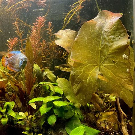 Warf Would Like To Know Why This ‘dwarf Aquarium Lily Grows 6” Leaves