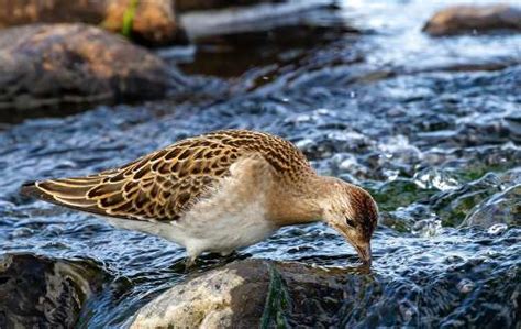 Ruff Bird Online Jigsaw Puzzles