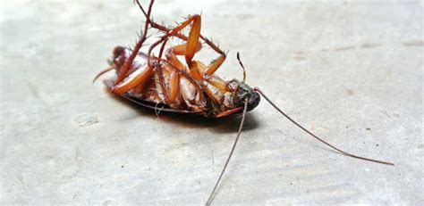 Anti Cockroach For Pc How To Install On Windows Pc Mac