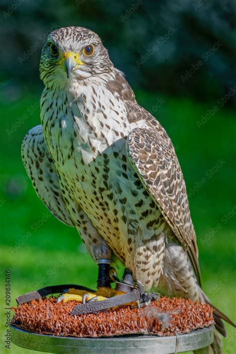 Poster Gyrfalcons Falco Rusticolus Are The Largest Falcon Species