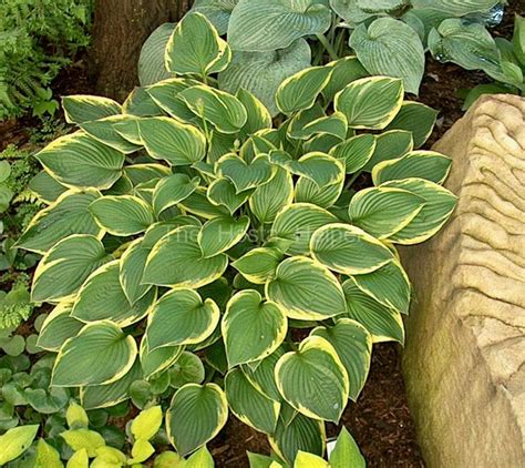 P00 Hosta Sarah Jane From The Hosta Helper Presented By Plantsgalore Com