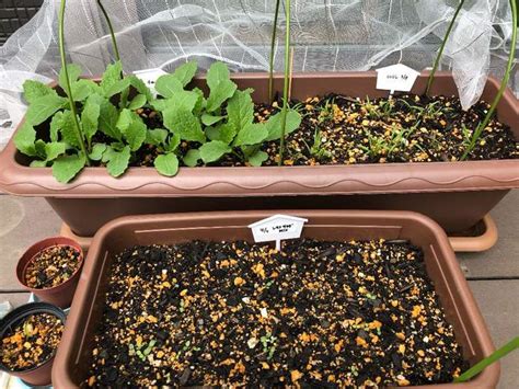 ベランダで気軽に始める「コンテナ菜園」初心者向けの野菜やハーブを育てよう♪ キナリノ