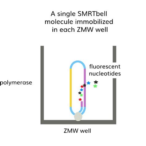 Illumina Sequencing By Synthesis Sbs Dna Templates Are Immobilized Download Scientific