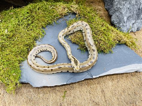 Patternless Burmese Python Traits Morphpedia