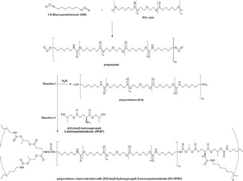 Schematic Representation Of The Biodegradable Pu And Pu Hpap