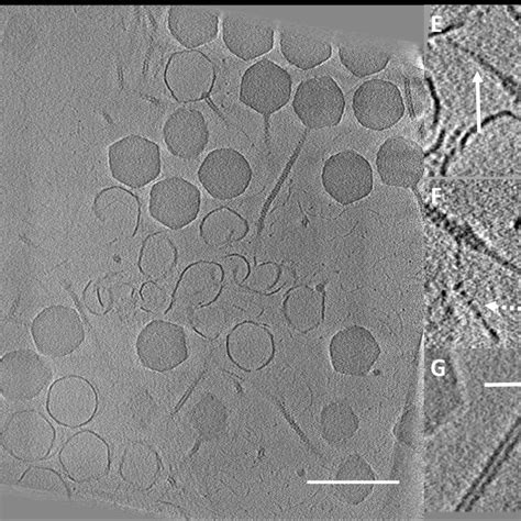 Reconstructions Of Bacteriophage T5 A Plane From The Reconstruction