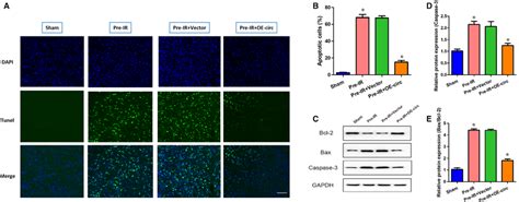 Overexpression Of CircCCDC9 Inhibited Apoptosis After Cerebral I R