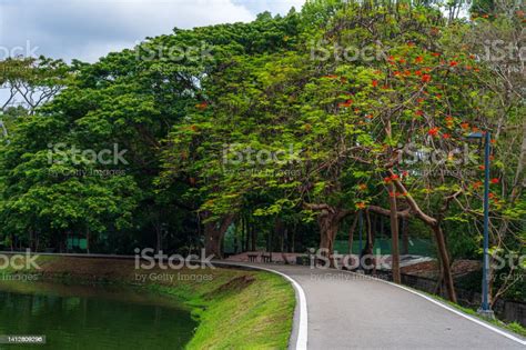 도로 풍경보기와 열대 붉은 꽃 로얄 Poinciana 앙 카우 치앙마이 대학 숲 산 푸른 하늘 배경 흰색 구름 산림의 자연 도로 0명에 대한 스톡 사진 및 기타 이미지