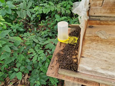 First Flow Hive In Ghana Flow Hive Flow Forum