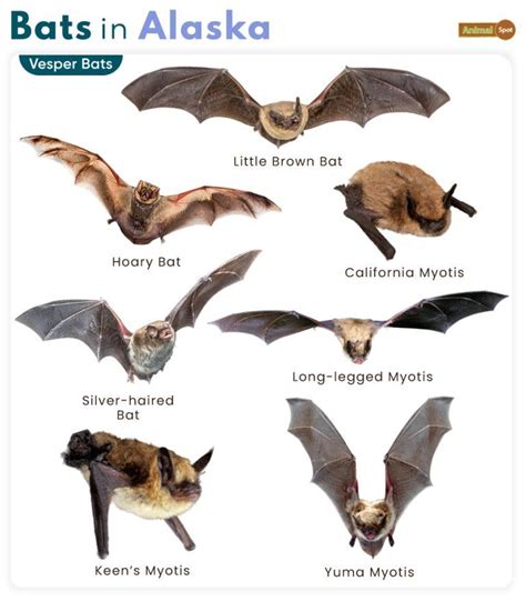 List Of Bats That Live In Alaska With Pictures