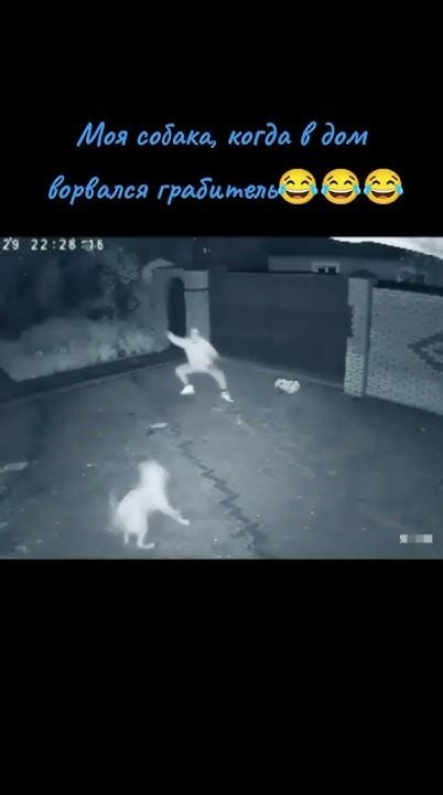 во дворе злая собака 😁 Youtube