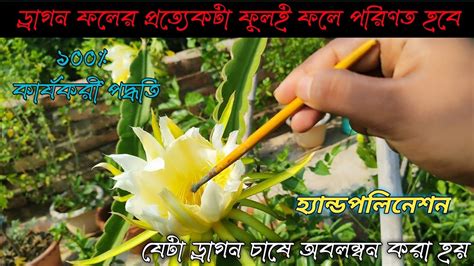 প্রত্যেকটা ড্রাগন ফুল ফলে পরিণত হবে ১০০ গ্যারান্টি রইলো শুধুমাত্র করুন