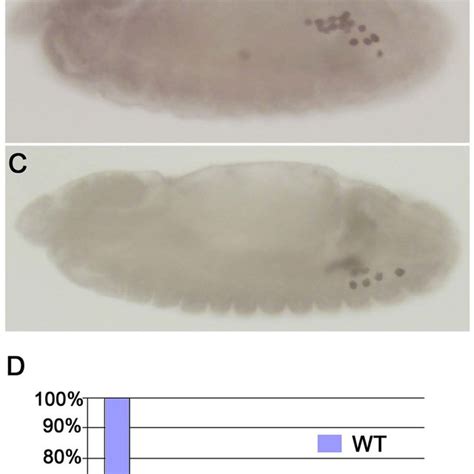 Shf Is Required For Proper Pgc Migration Embryos Were Generated By