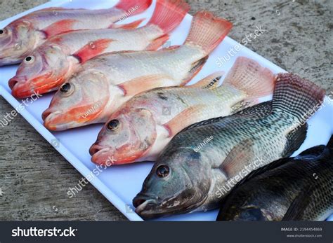 Different Types Tilapia Nile Fish On Stock Photo Shutterstock