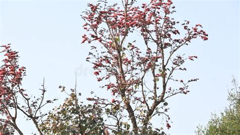 Butea Monosperma Flowers Stock Footage Video Of Tree 369257306