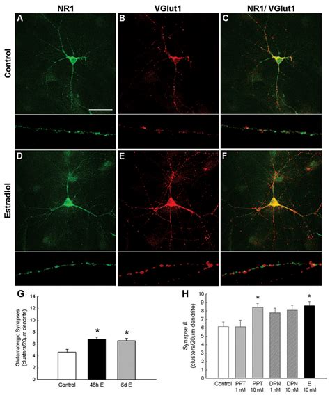 Estradiol Treatment Increases Synaptic Cluster Density And Cluster Size