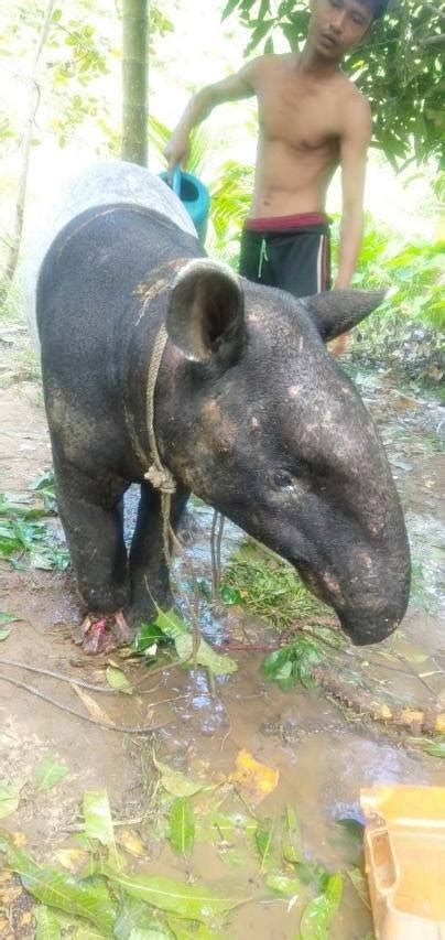 တနင်္သာရီမြို့နယ် အမှတ် ၉ ဒေသတွင် ရှားပါးကြံ့သူတော် အမ တစ်ကောင်ဖမ်းမိ Information And Public