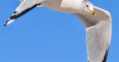 Seagull Album On Imgur