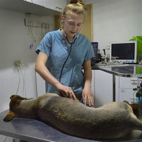 Veterinary Internship Support Volunteer In Peru 2026