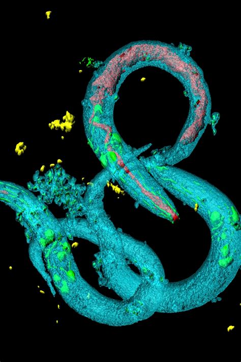 Beneath The Soil Nematodes And Their Role In Cleveland Gardens Colin