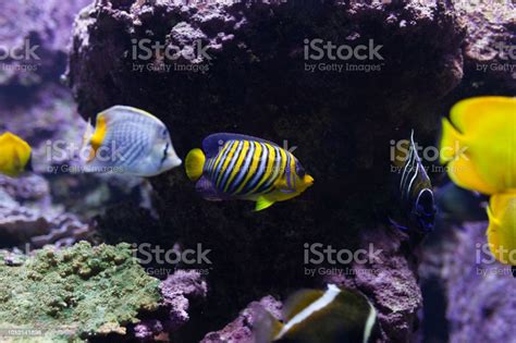 熱帯魚サンゴと藻類青い水の中水中世界の美しい背景 まぶしいのストックフォトや画像を多数ご用意 まぶしい ウクライナ カリブ