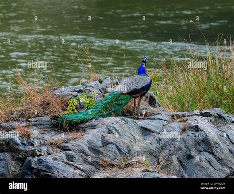 Vibrant Elegance The Majestic Indian Peacock Displays Its Striking
