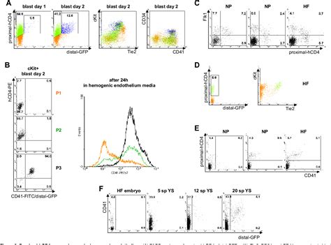 Figure 3 From The Differential Activities Of Runx1 Promoters Define