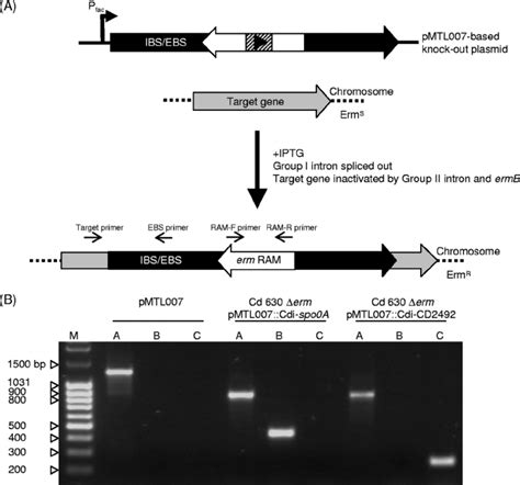 Inactivation Of Genes Encoding Spo0a And Hk Cd2492 In C Difficile Download Scientific Diagram
