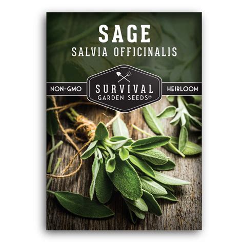 Culinary Sage Varieties