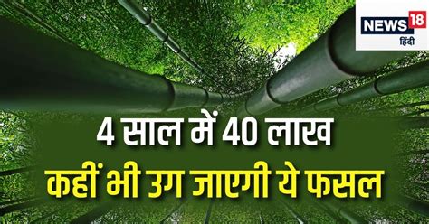 कहीं भी उगता है शादी से लेकर घर बनाने तक आता है काम कभी नहीं घटती इस