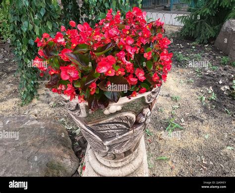 Red Begonia Semperflorens Wax Begonia Begonia Semperflorens Stock
