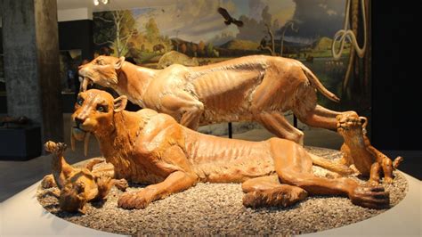 Sabertooth Cat Wallpaper Ground Sloths And Saber Toothed Cats Didnt