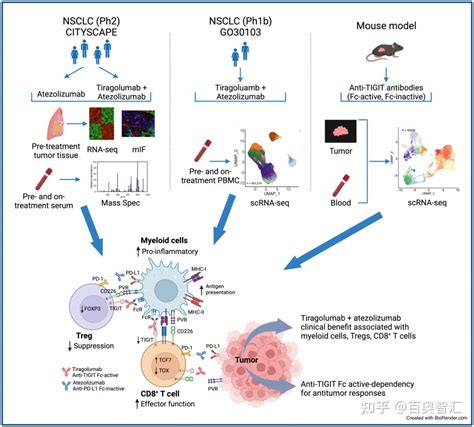项目文章nature Genentech报道抗tigit抗pd L1联合治疗的作用机制 知乎