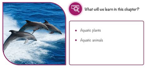 Aquatic Animals