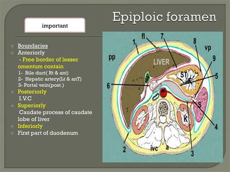 Ppt The Peritoneum Powerpoint Presentation Free Download Id 9189957