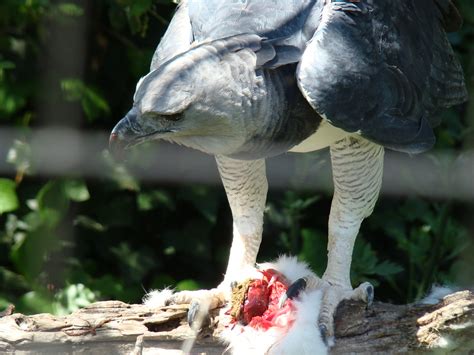 Harpy Eagle Harpia Harpyja Feeding On A Rabbit At The San… Flickr