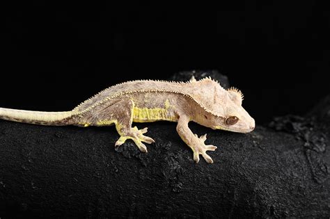 Neon Yellow Phantom Lilly White Crested Gecko Fringemorphs Neon Yellow Phantom Lilly White Crested Gecko Fringemorphs